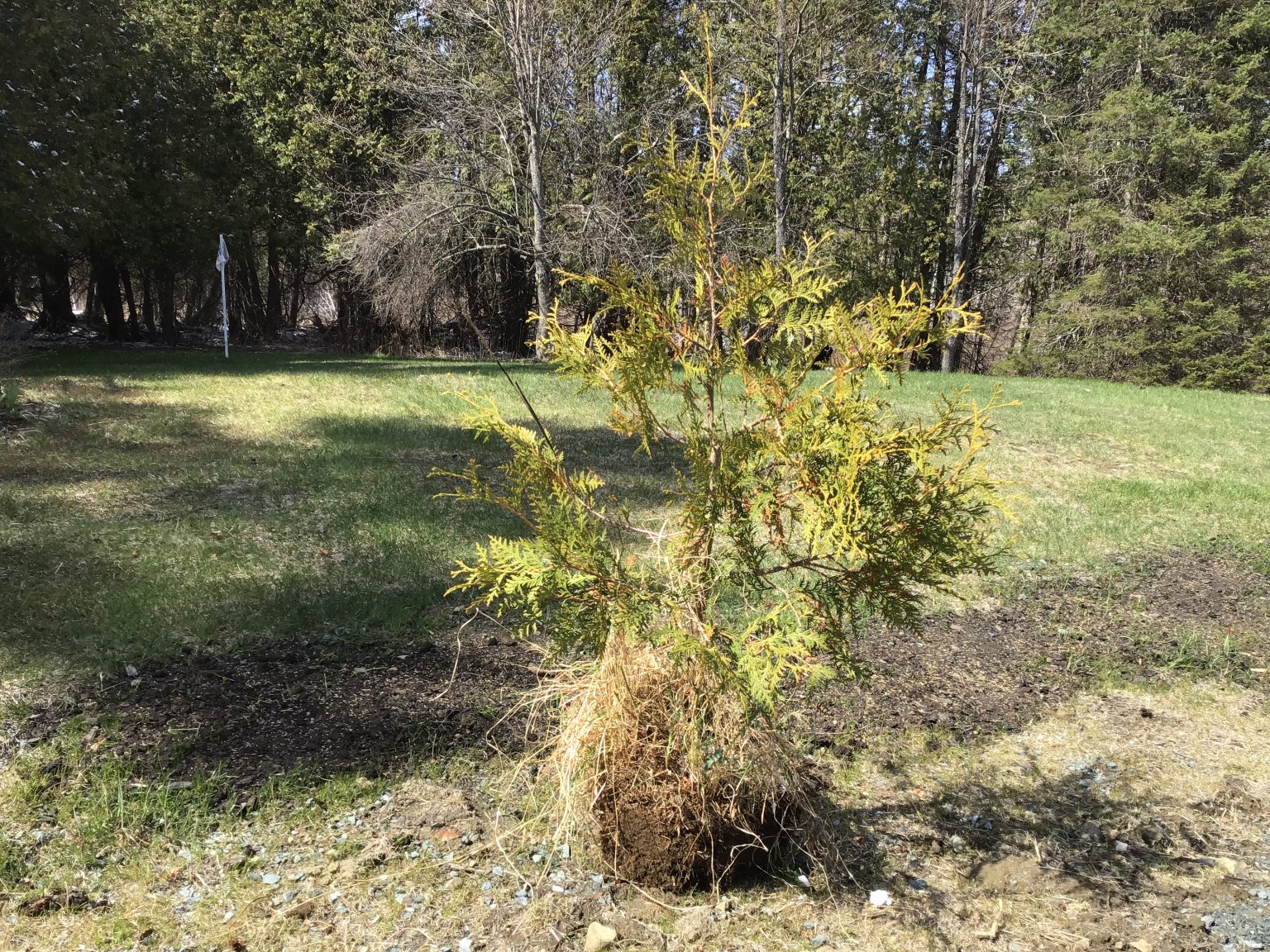 Cedar Trees - Northern White Cedar - Cedar Trees By Mail